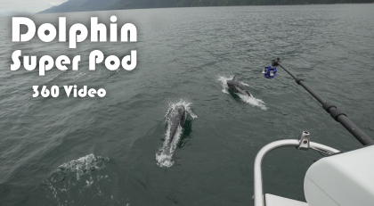 Dolphin Super Pod - 360/ VR - Moves Media